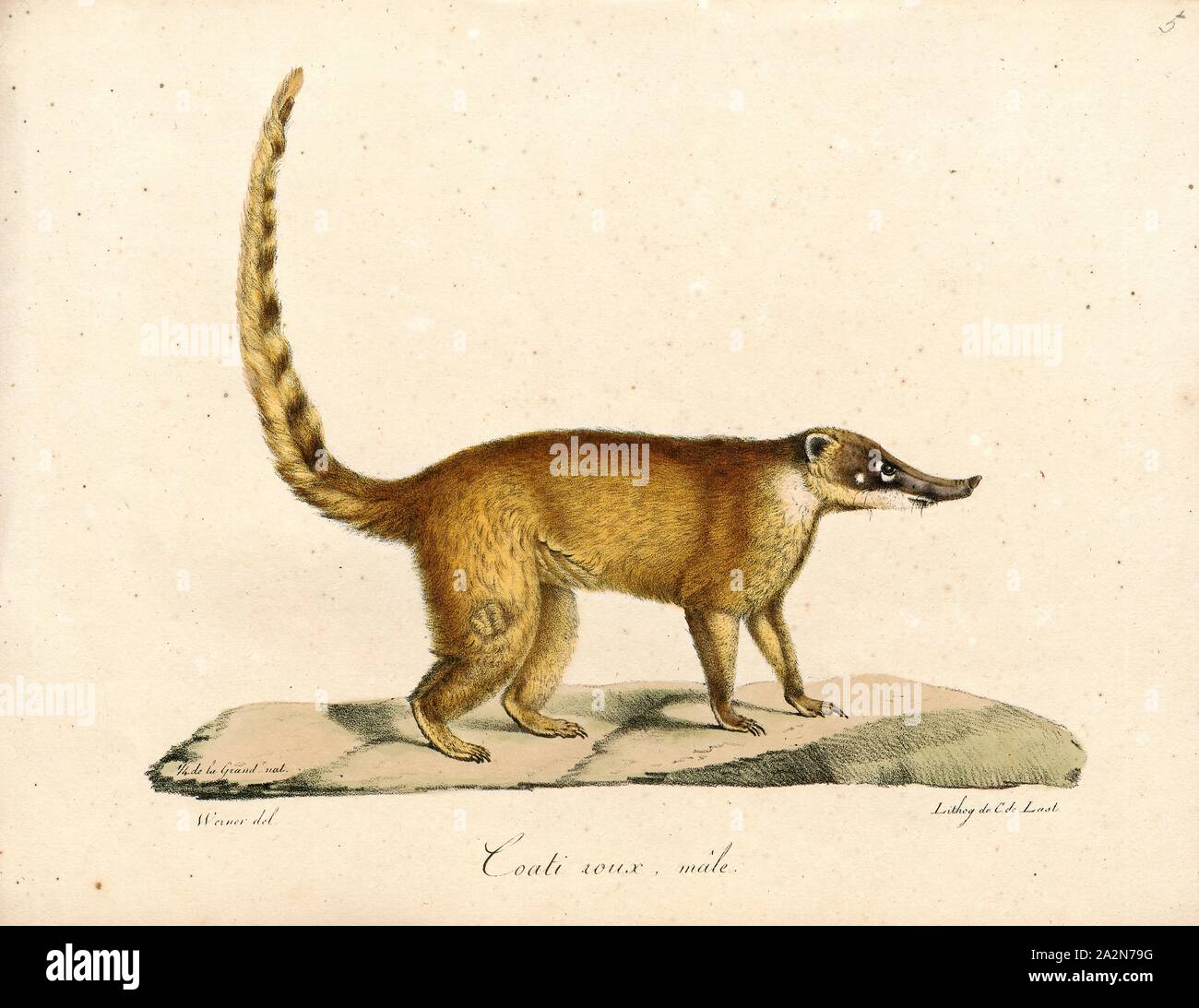 Nasua rufa, Print, Nasua is a genus of coatis of the family Procyonidae ...