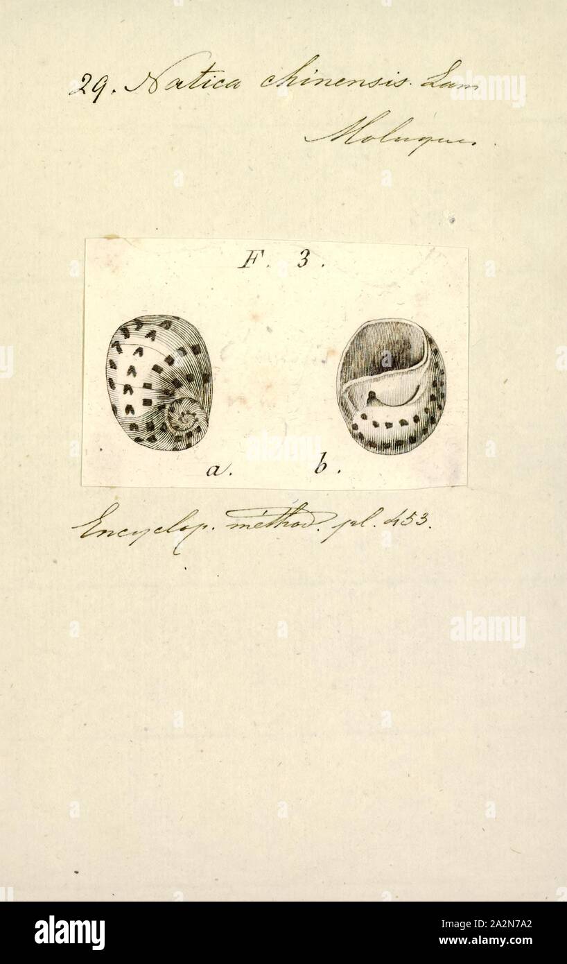 Natica chinensis, Print, Naticarius onca is a species of predatory sea ...