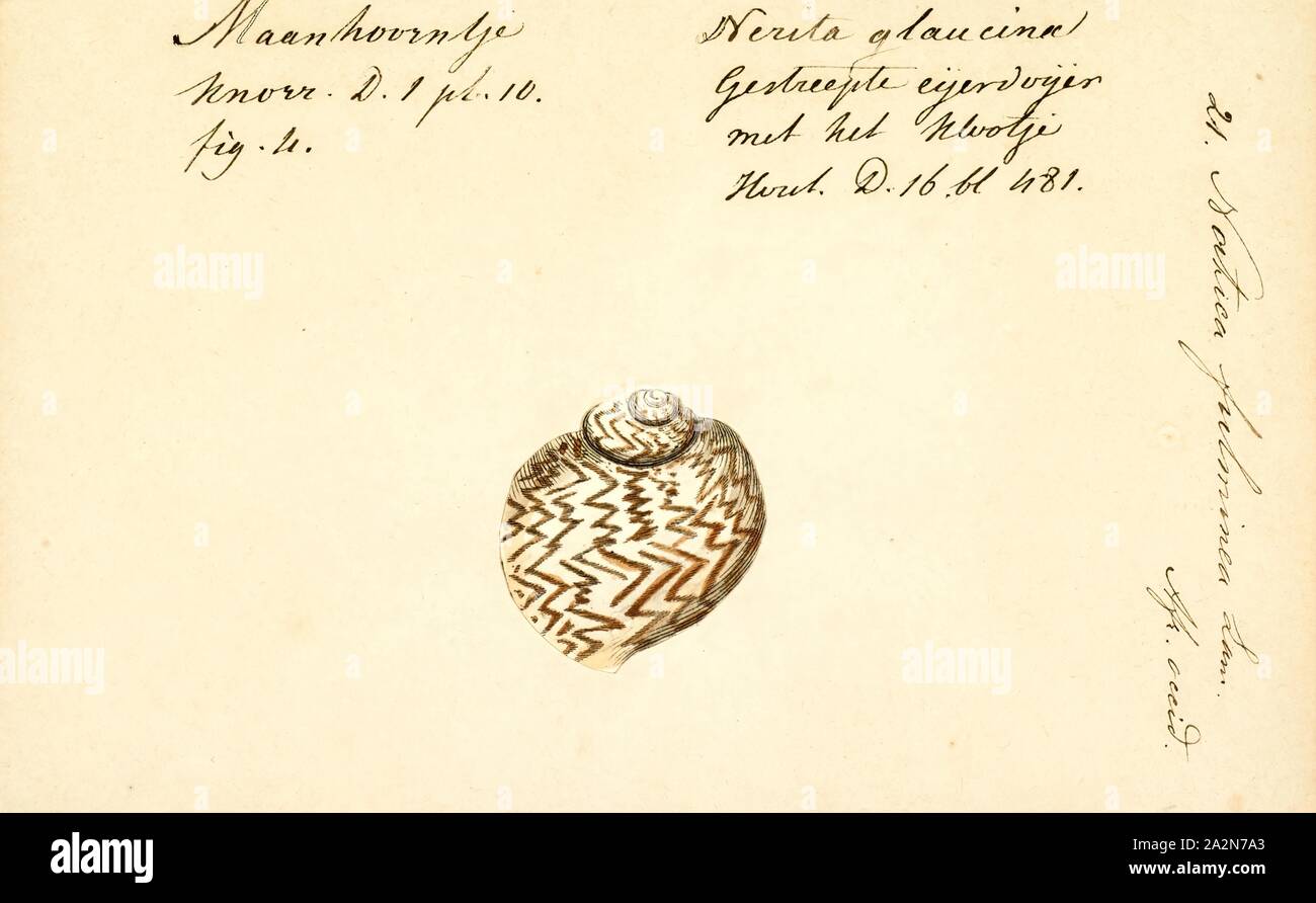 Natica fulminea, Print, Natica fulminea, common name the lightning moon ...