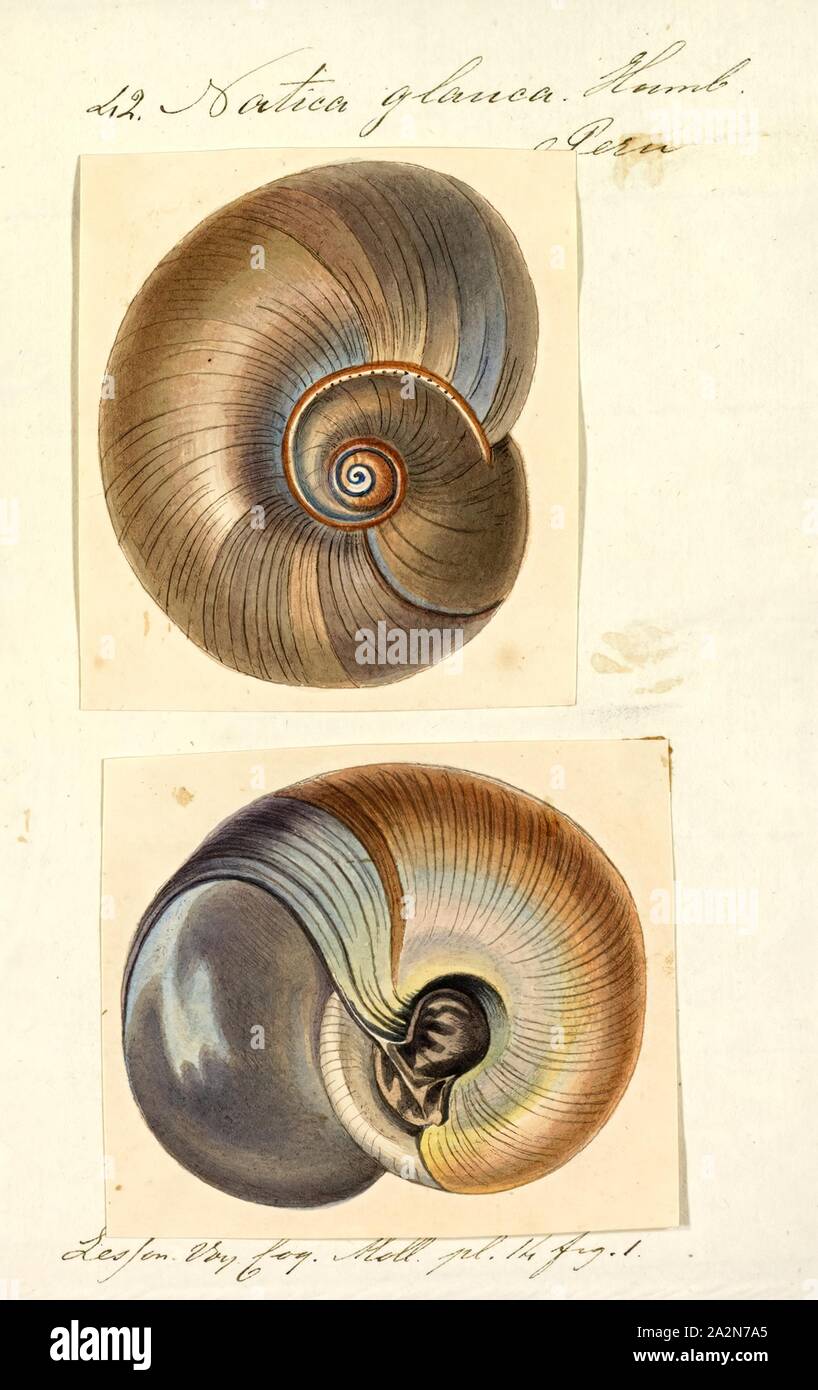 Natica glauca, Print, Natica is a genus of small to medium-sized ...