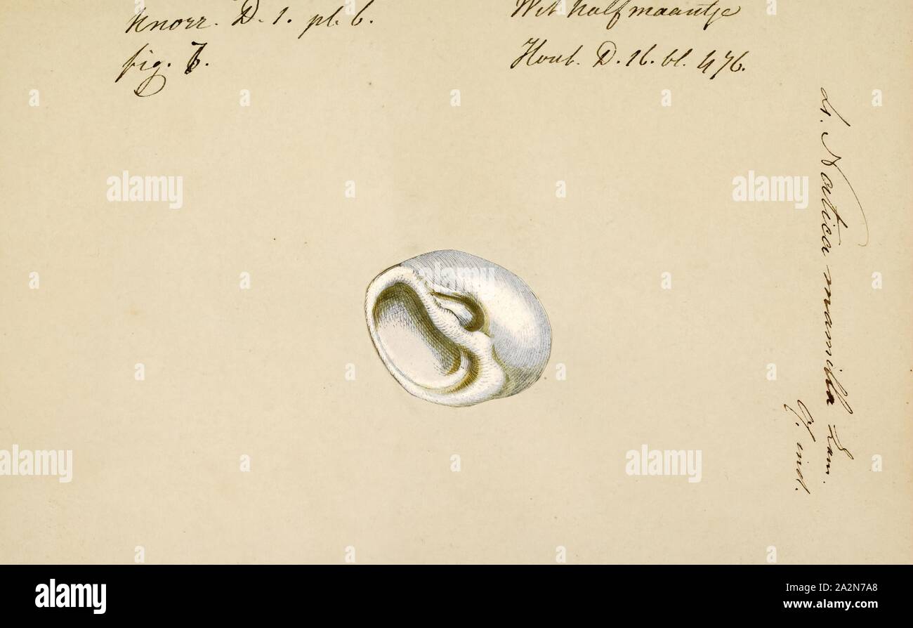 Natica mamilla, Print, Polinices mammilla is a species of predatory sea ...