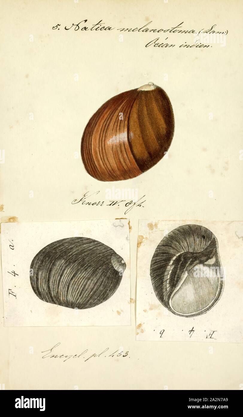 Natica melanostoma, Print, Mammilla melanostoma is a species of ...
