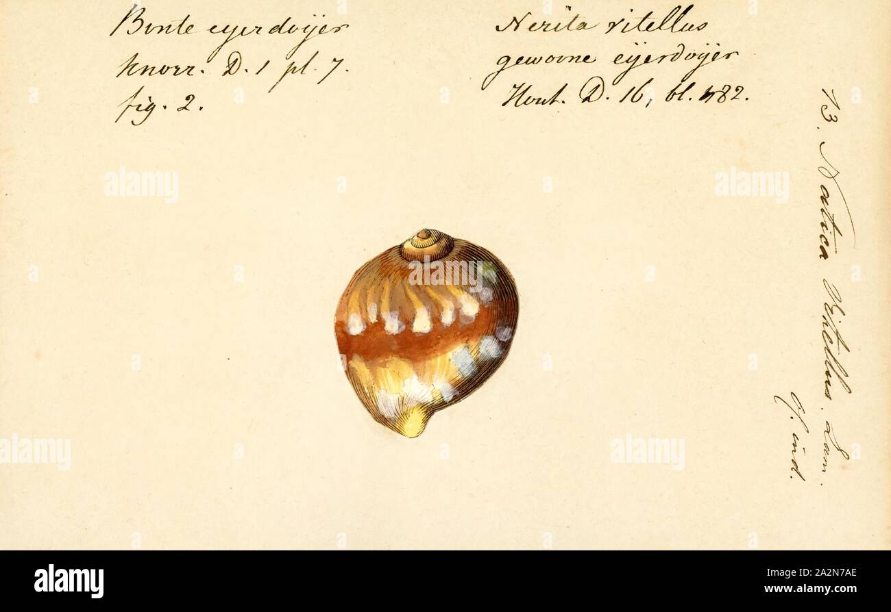 Natica vitellus, Print, Natica vittellus is a species of predatory sea ...