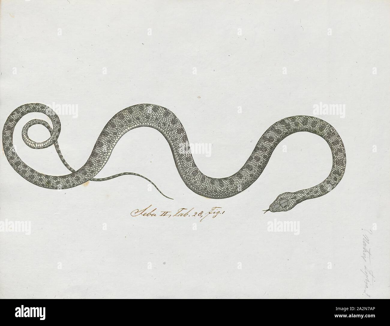 World of snakes hi-res stock photography and images - Alamy