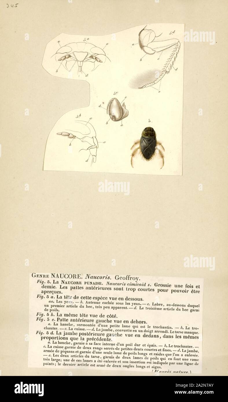 Naucoris hi-res stock photography and images - Alamy