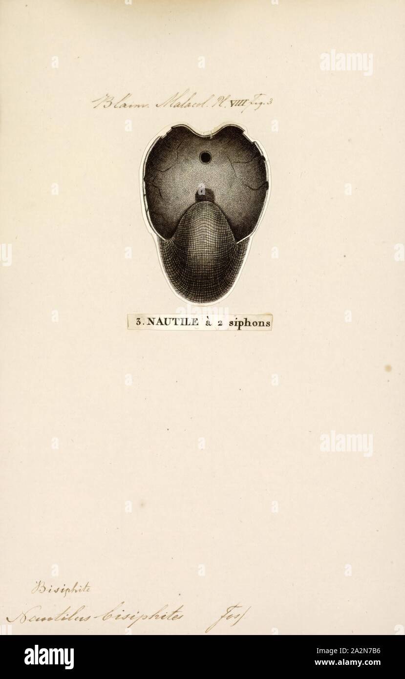 Cephalopod family nautilidae hi-res stock photography and images - Alamy