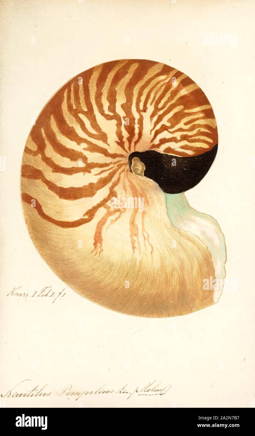 Golden cut spiral hi-res stock photography and images - Alamy