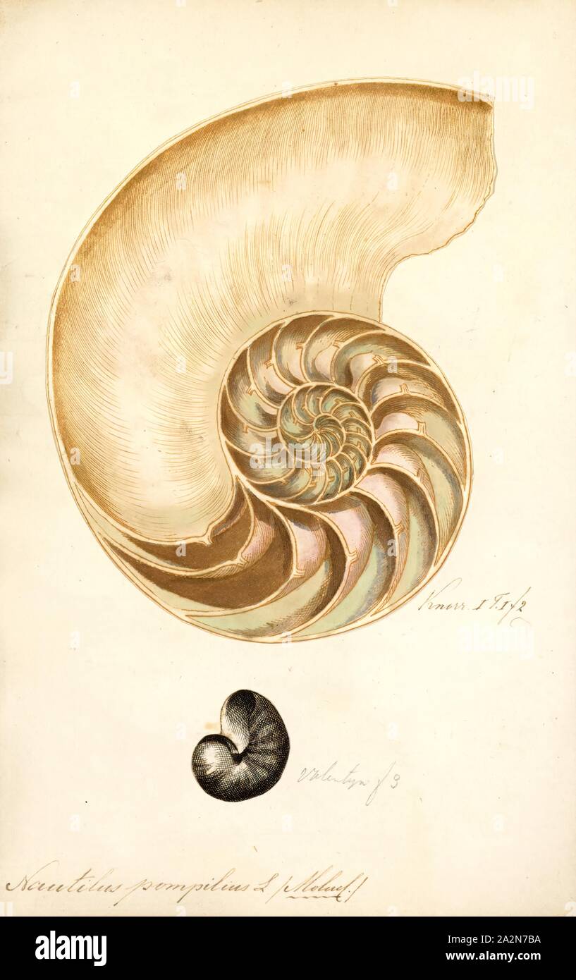 Chambered nautilus shell hi-res stock photography and images - Alamy