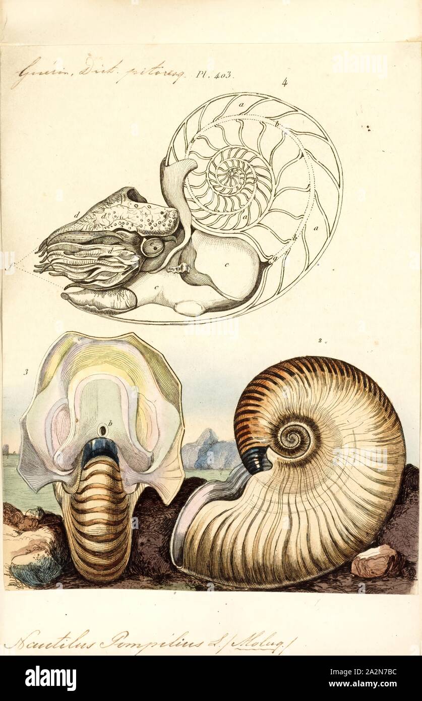 Chambered nautilus shell hi-res stock photography and images - Alamy