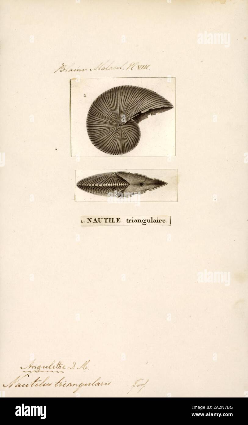 Sole extant family hi-res stock photography and images - Alamy