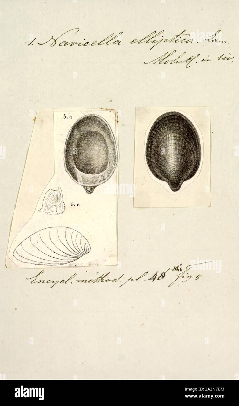 Navicella elliptica, Print Stock Photo - Alamy