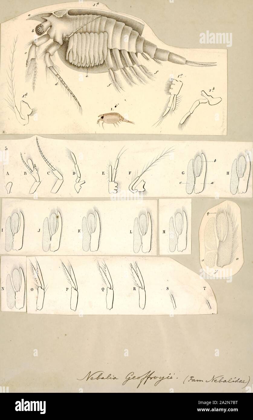 Leptostraca hi-res stock photography and images - Alamy