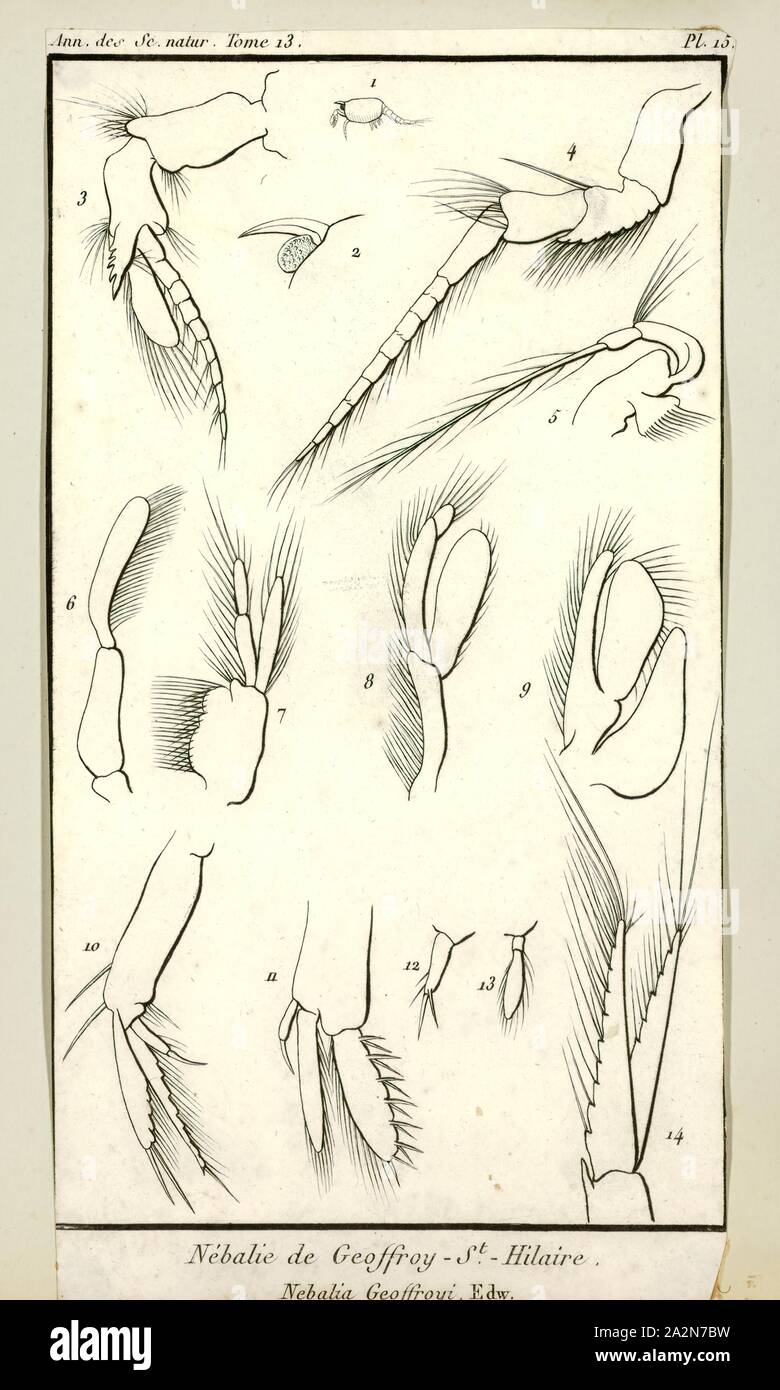Leptostraca hi-res stock photography and images - Alamy