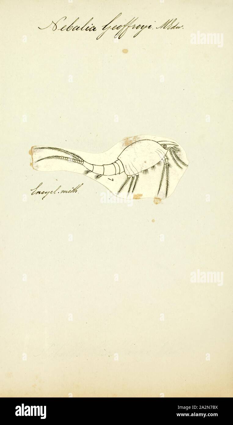 Nebalia geoffroyi, Print, Nebalia is a large genus of small crustaceans ...