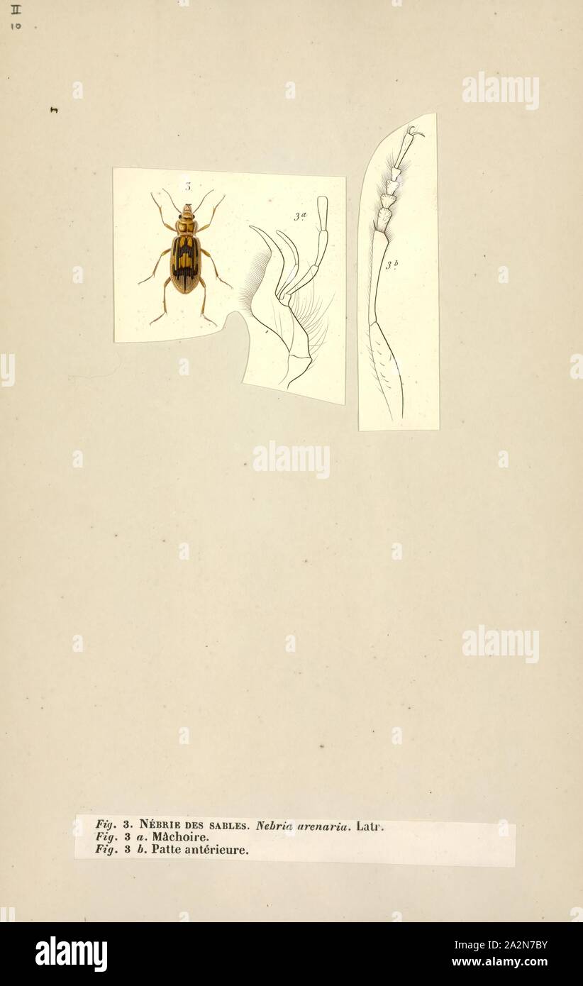 Nebria, Print, Nebria is a genus of ground beetles native to the ...