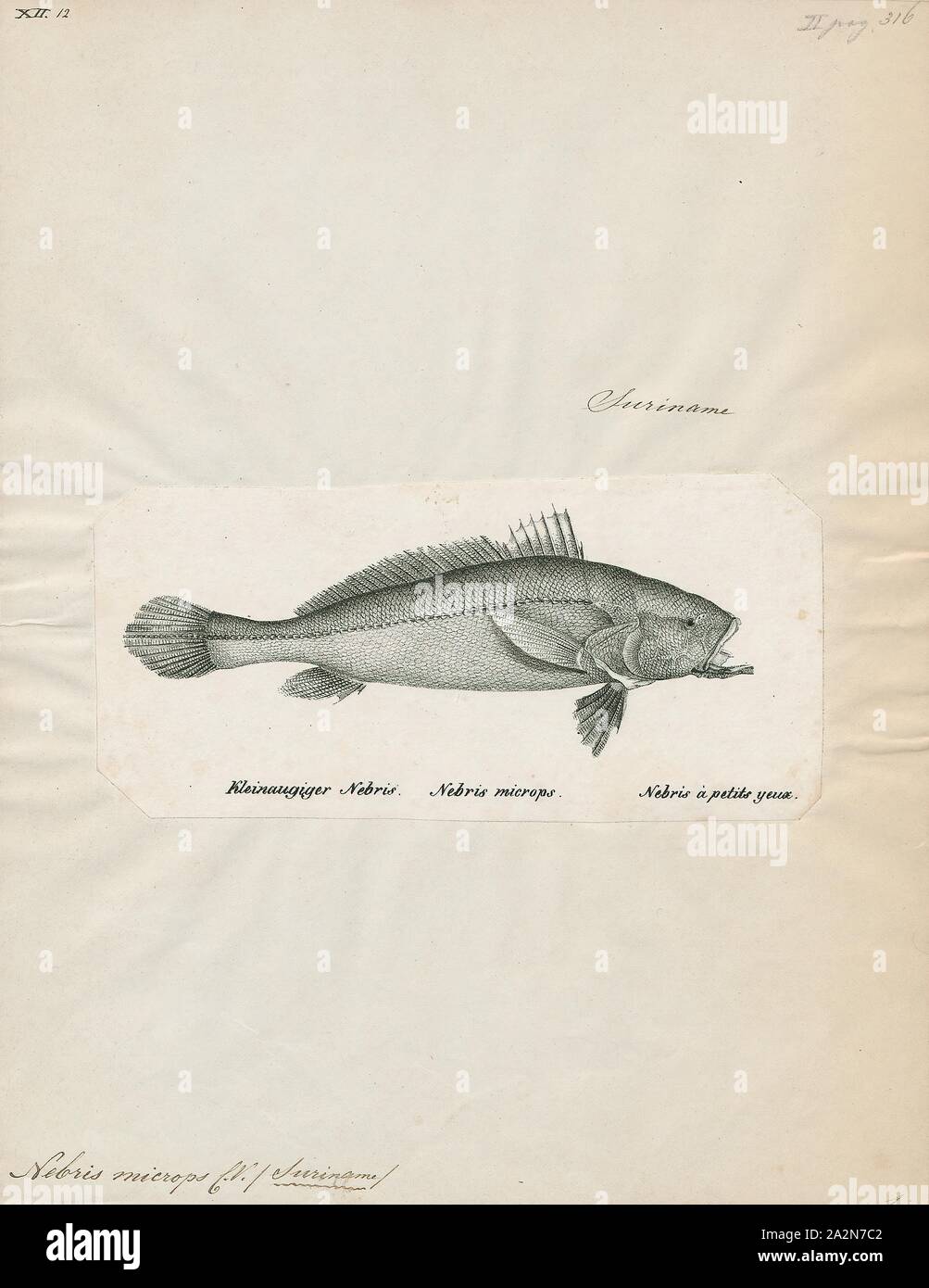 Nebris microps hi-res stock photography and images - Alamy