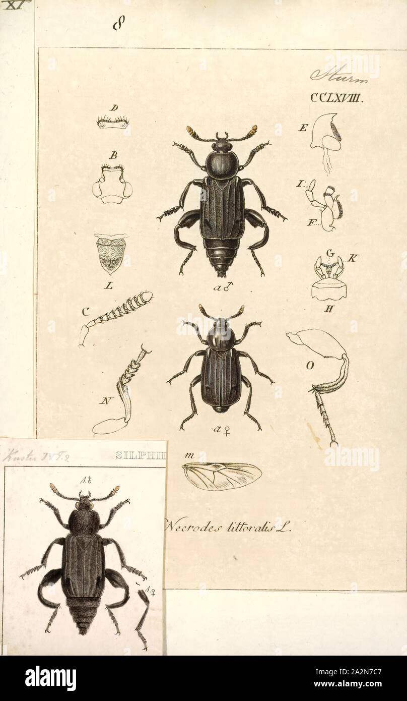 Family silphidae hi-res stock photography and images - Alamy