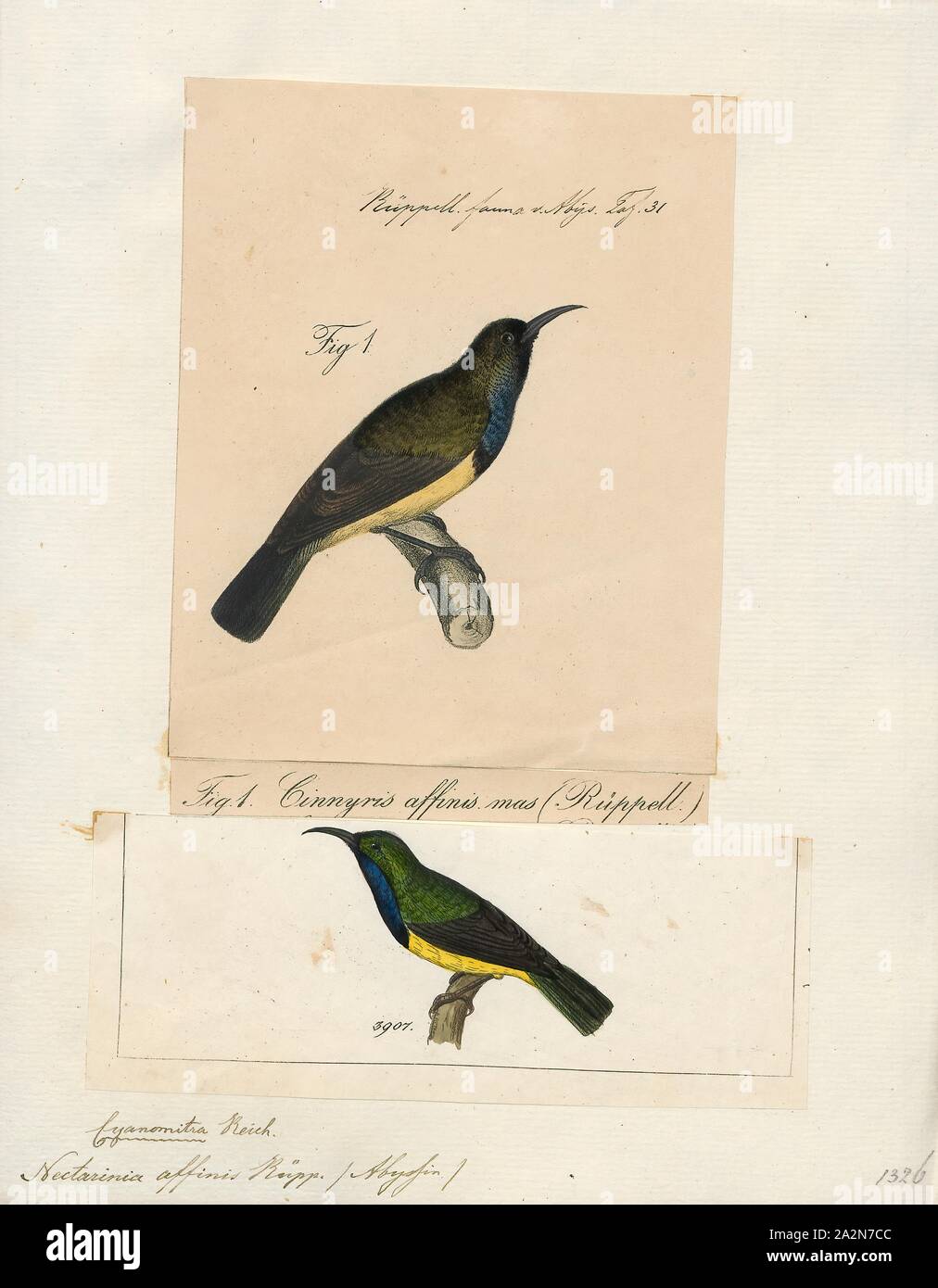 Nectarinia affinis, Print, Nectarinia is a genus of birds in the ...