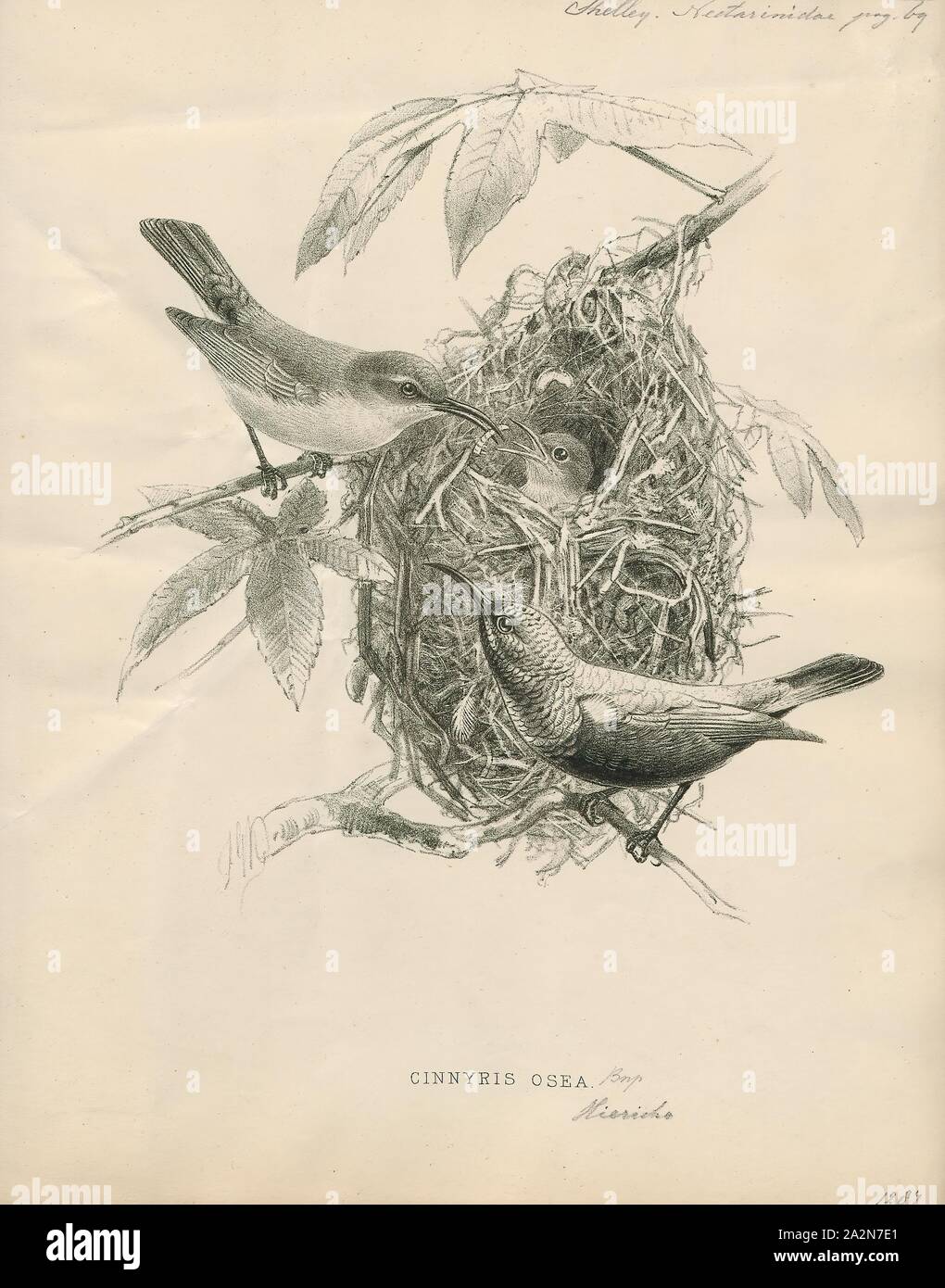 Palestine palestine south africa hi-res stock photography and images ...