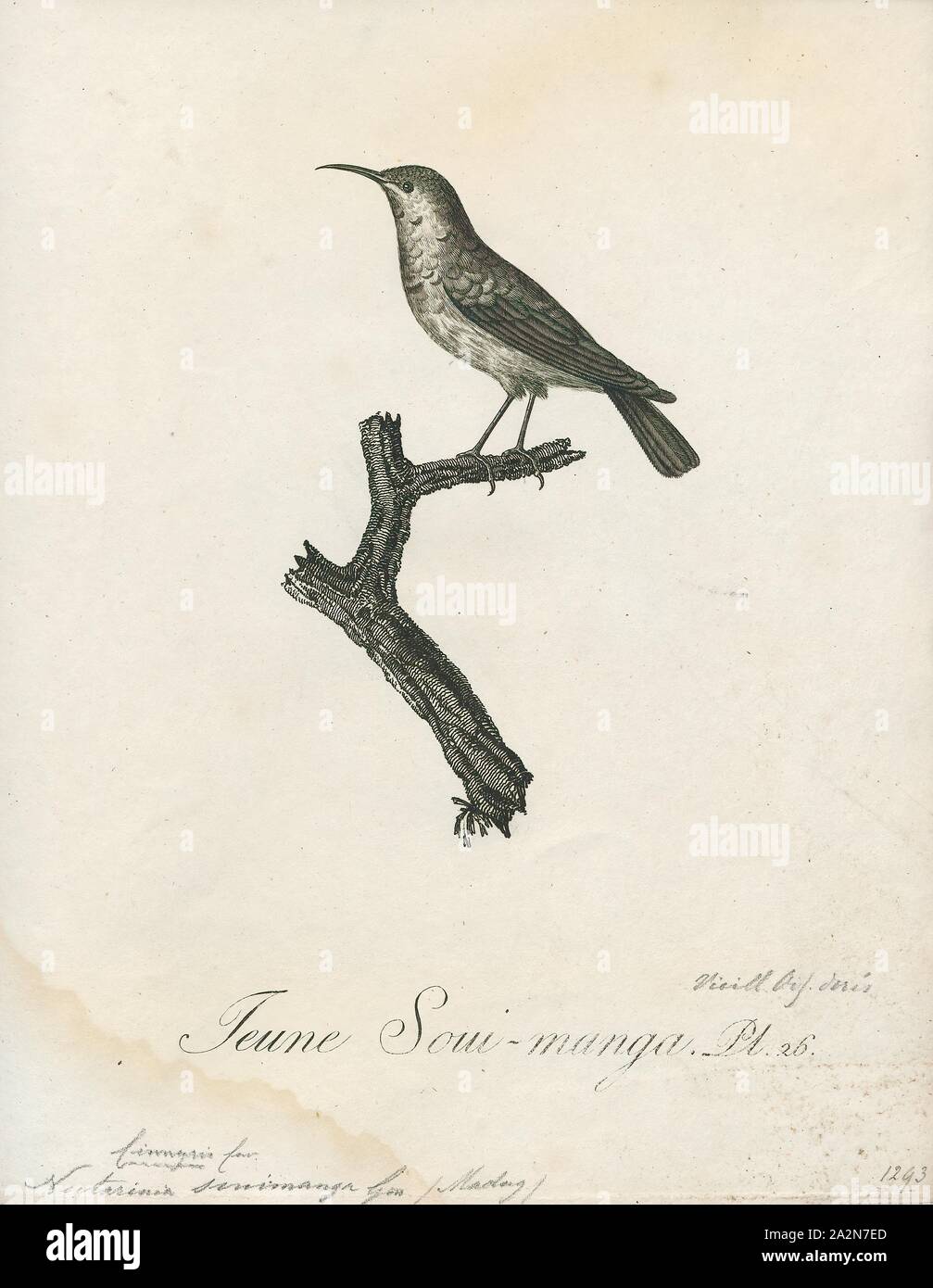 Indian sunbird hi-res stock photography and images - Alamy