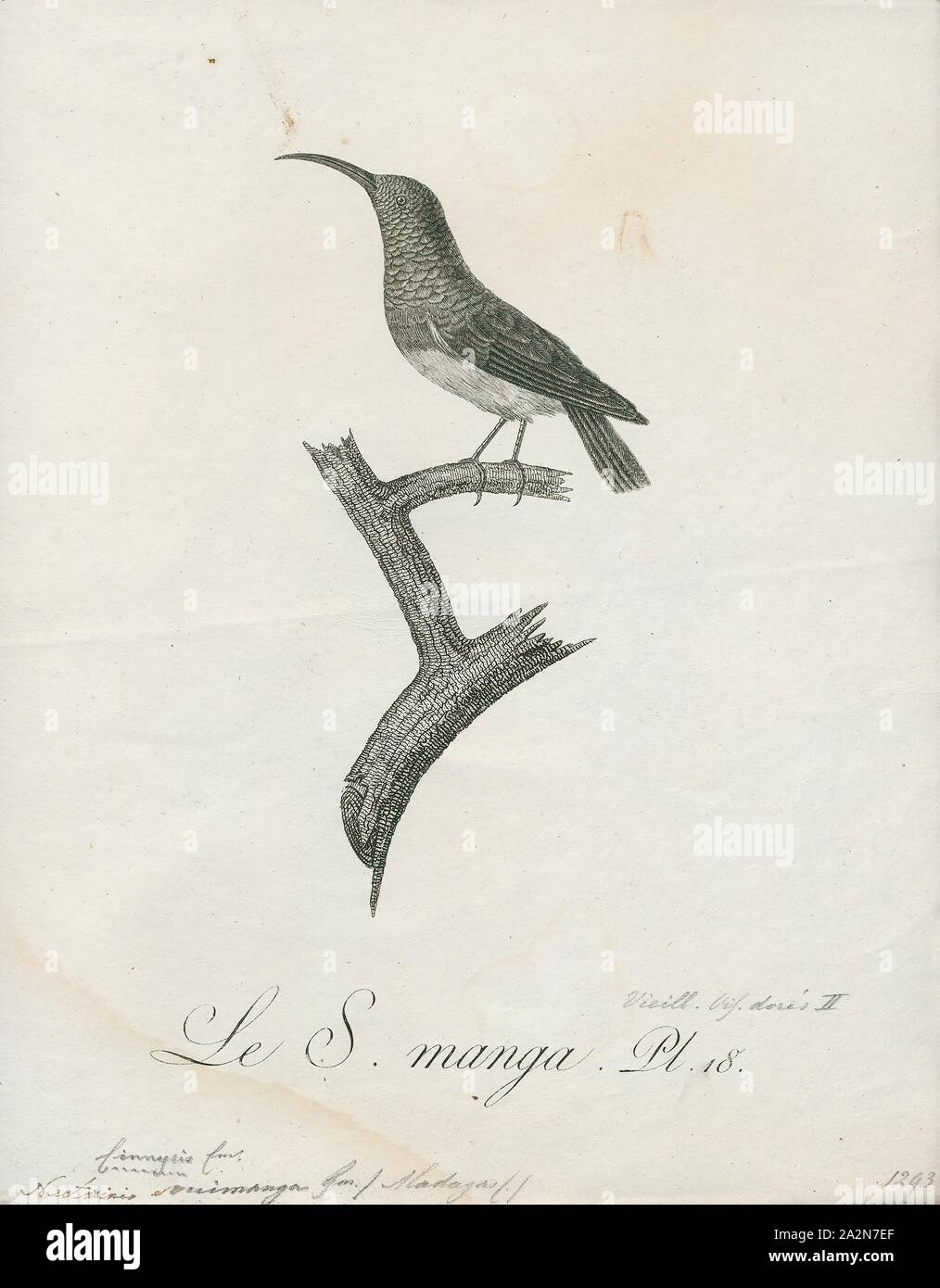 Indian sunbird hi-res stock photography and images - Alamy