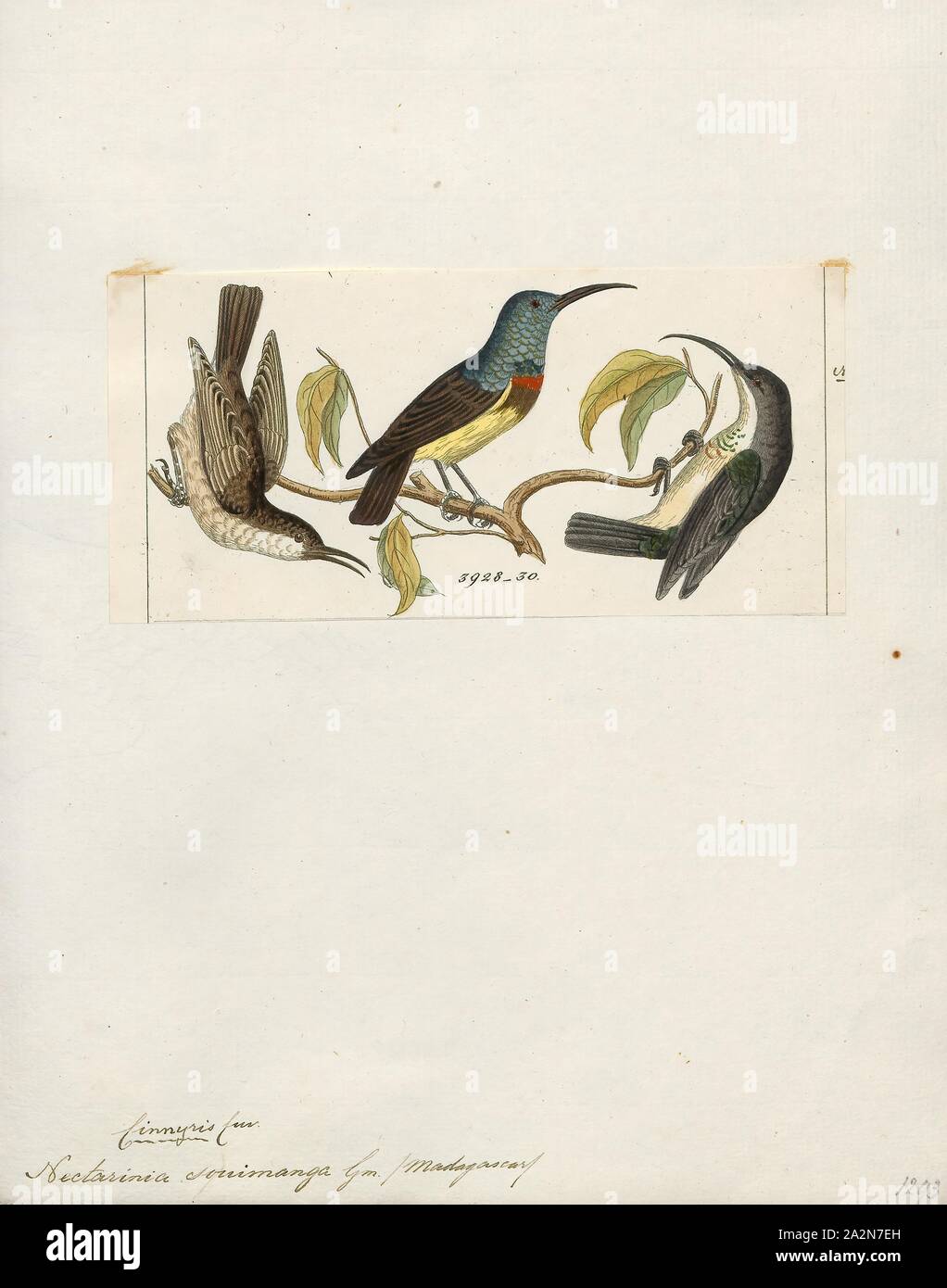 Indian sunbird hi-res stock photography and images - Alamy