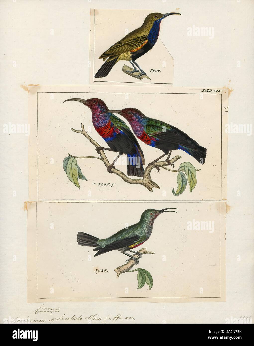 Nectarinia splendida, Print, Nectarinia is a genus of birds in the ...