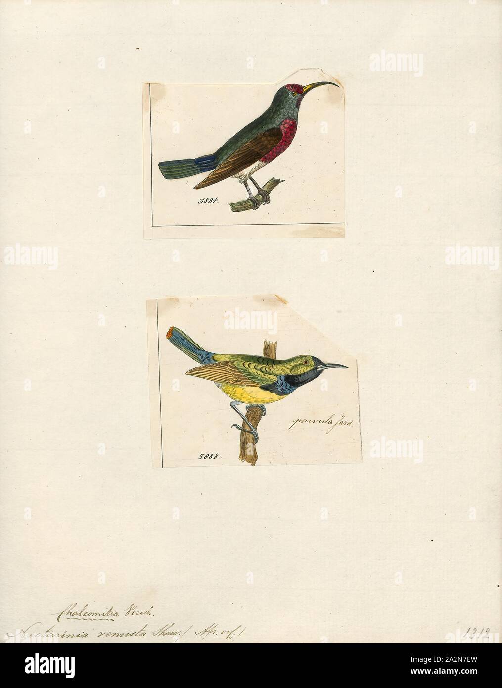 Sunbird flight hi-res stock photography and images - Alamy