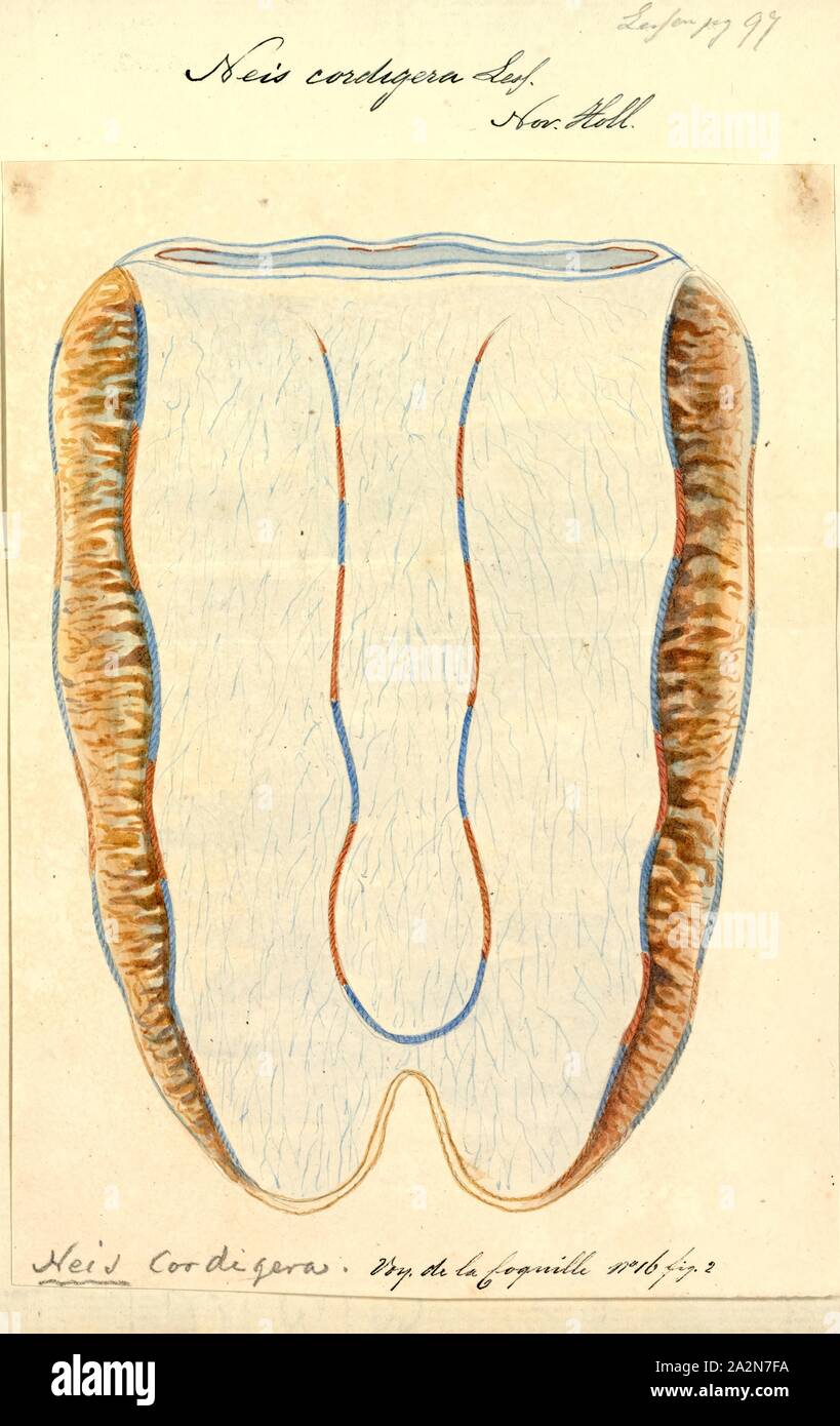 Neis cordigera, Print, Neis is a genus of nudan ctenophores. It is a ...