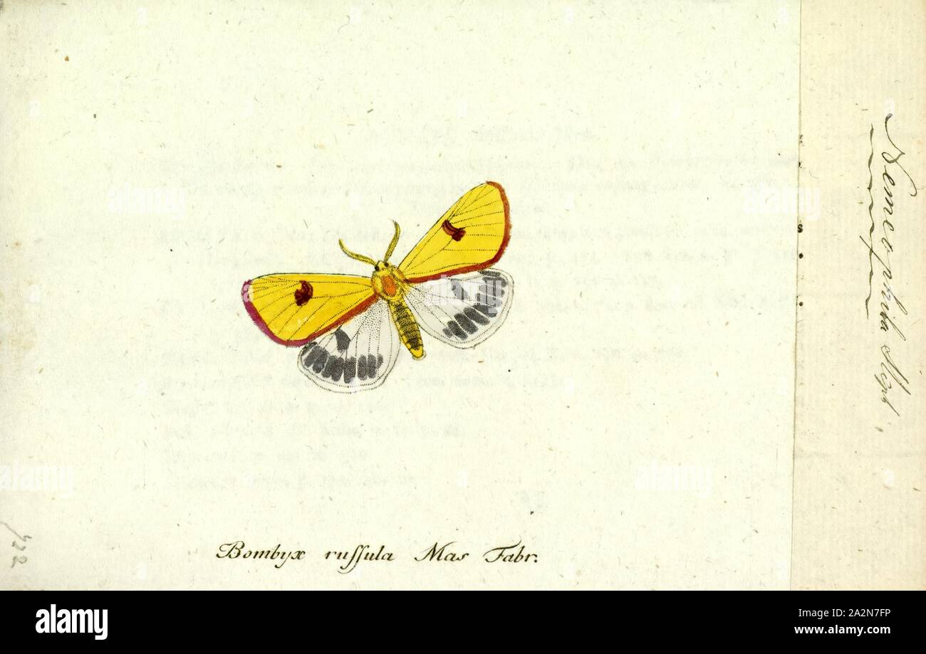 Monotypic hi-res stock photography and images - Alamy