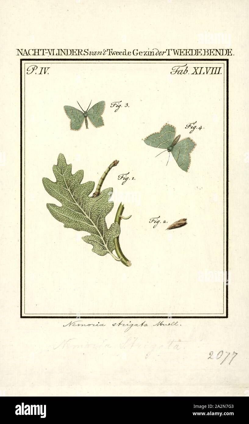 Nemoria, Print, Nemoria is a genus of emerald moths in the family ...