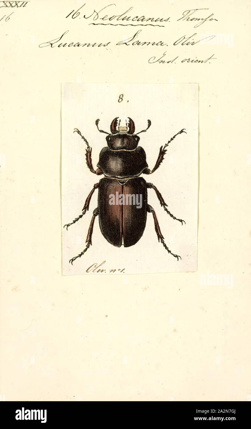 Neolucanus hi-res stock photography and images - Alamy