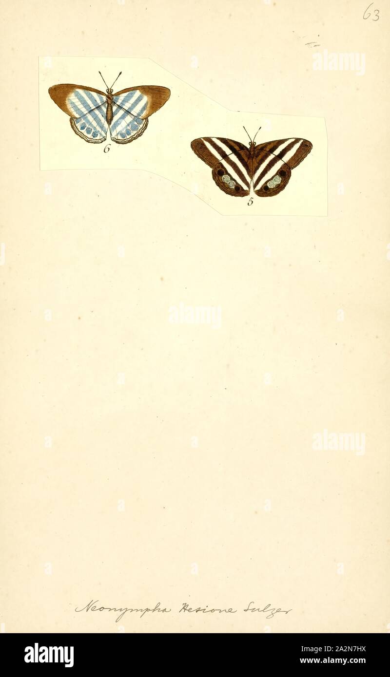 Neonympha hi-res stock photography and images - Alamy