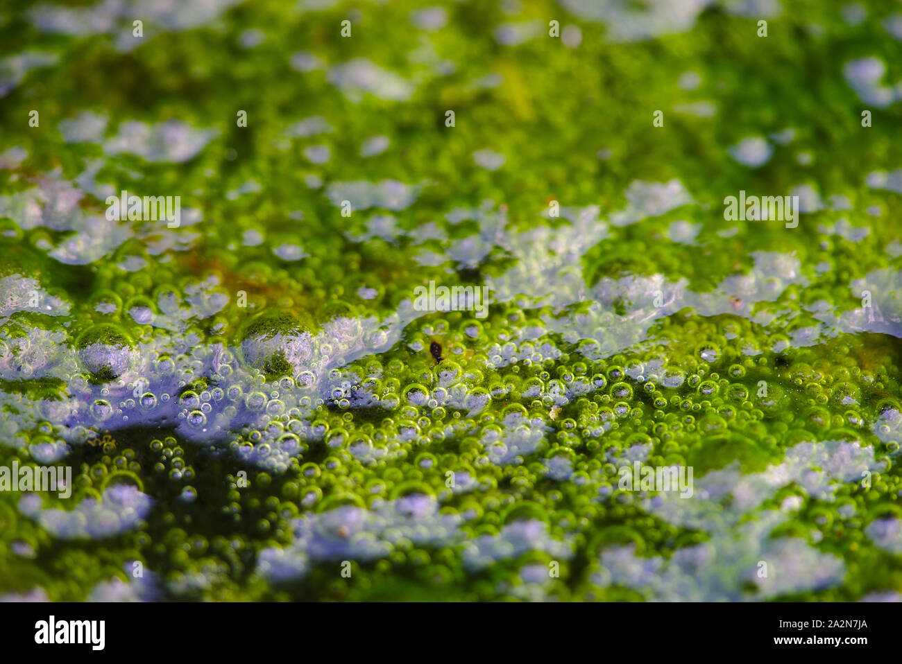 Pond texture hi-res stock photography and images - Alamy