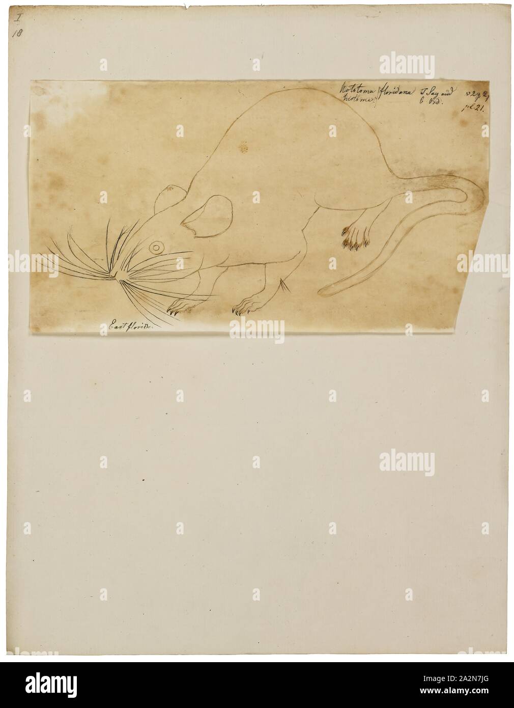 The rat pack hi-res stock photography and images - Alamy