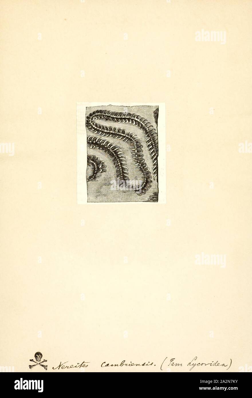 Trace fossil hi-res stock photography and images - Alamy