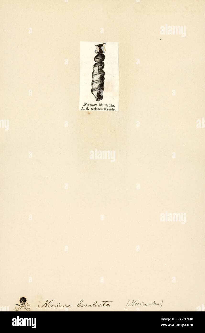 Nerinea bisulcata, Print, †Nerinea is an extinct genus of fossil sea ...