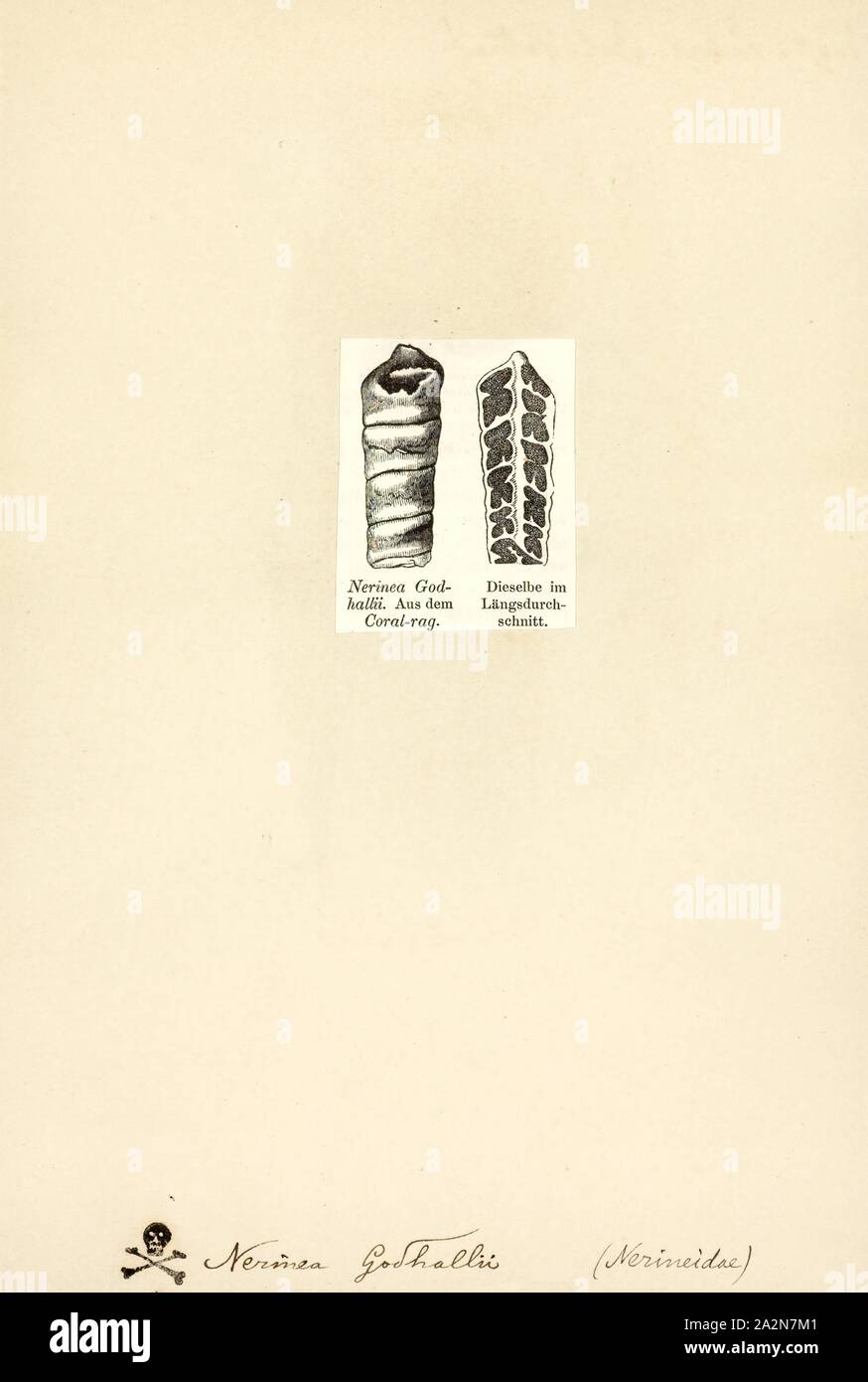 Nerinea godhallii, Print, †Nerinea is an extinct genus of fossil sea ...