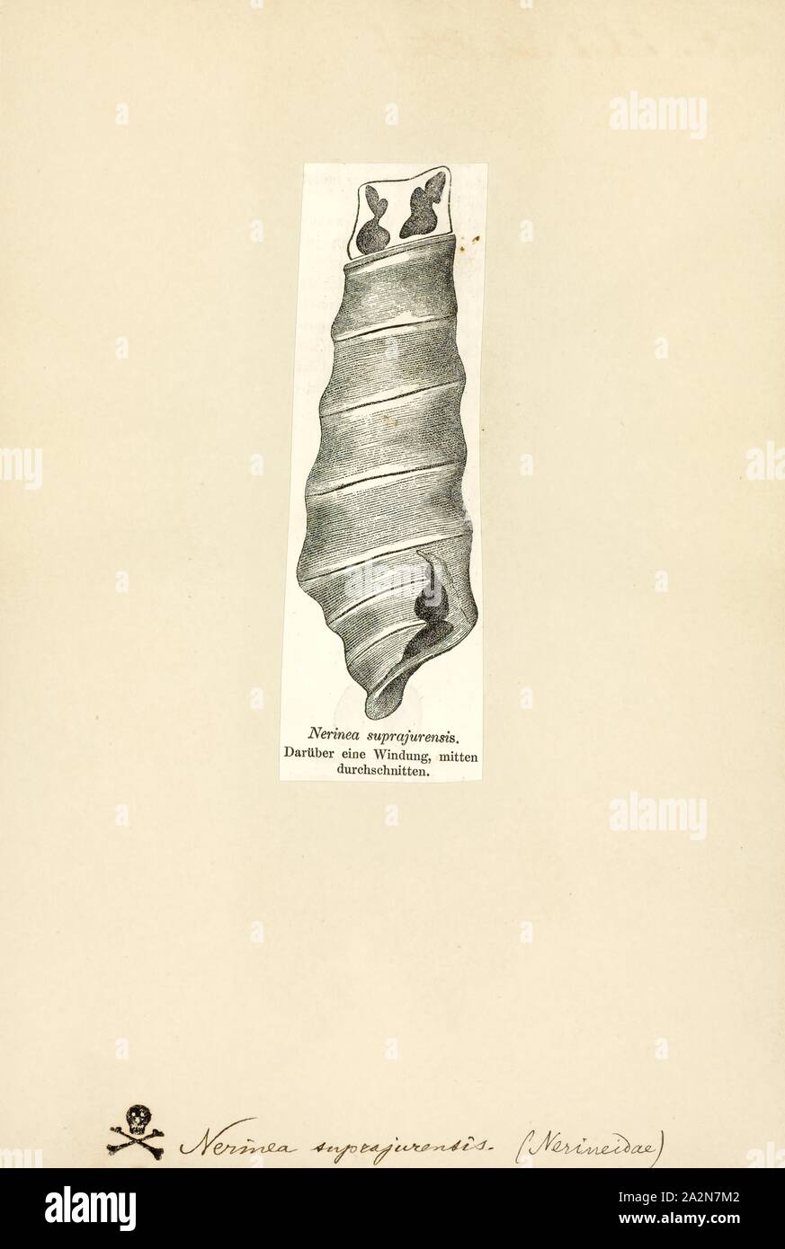 Nerinea suprajurensis, Print, †Nerinea is an extinct genus of fossil ...