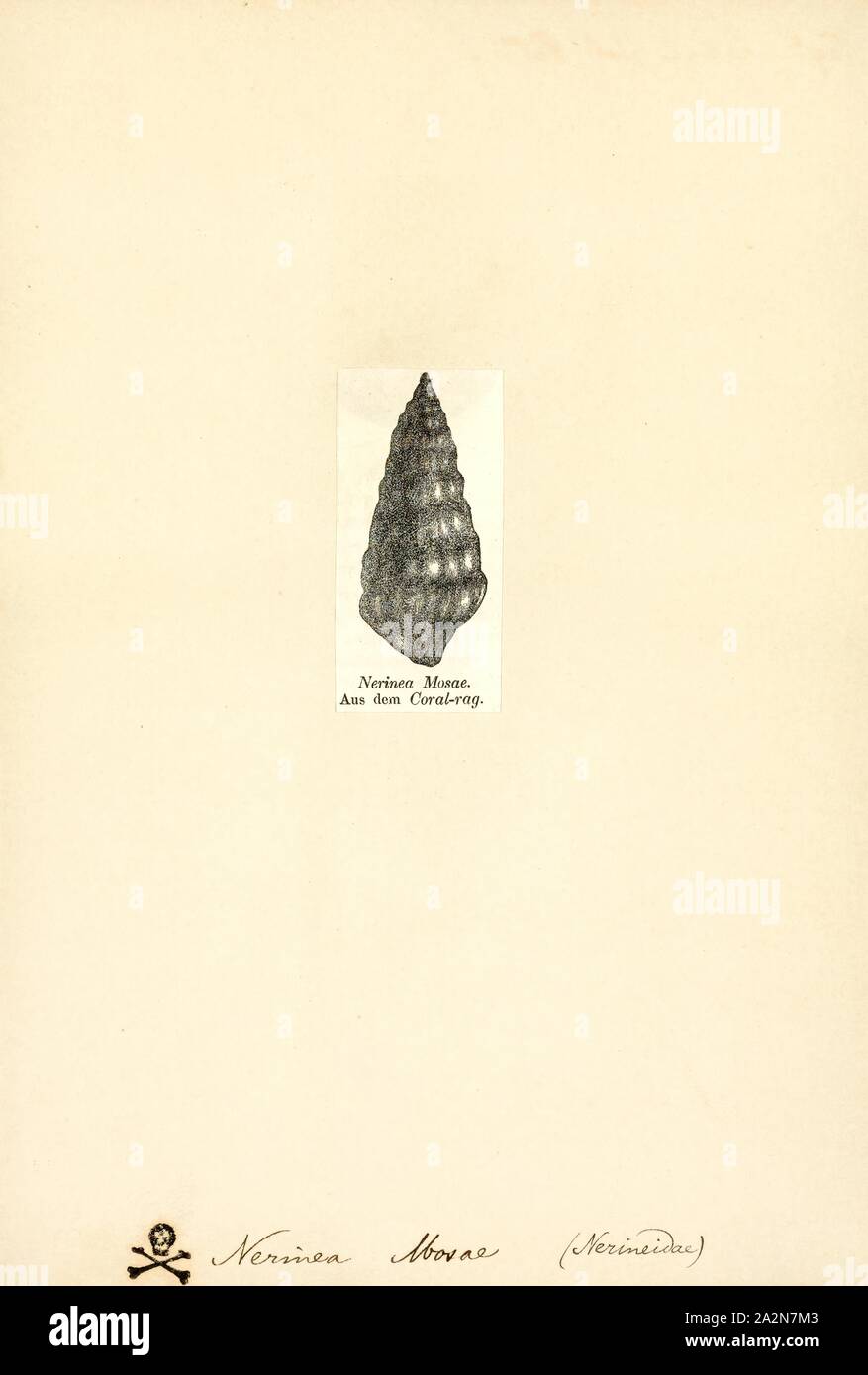 Nerinea mosae, Print, †Nerinea is an extinct genus of fossil sea snails ...