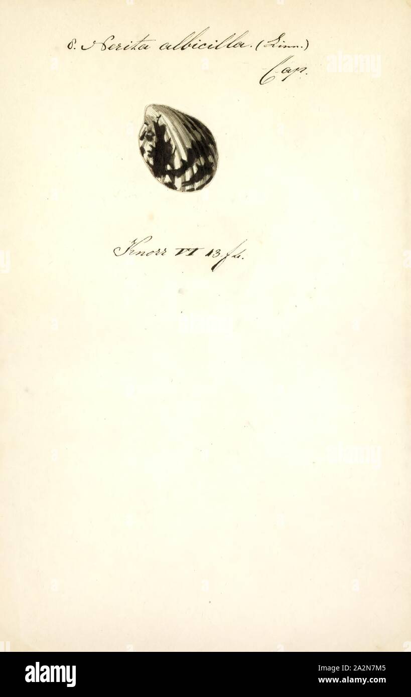 Nerita albicilla, Print, Nerita albicilla, common name the blotched nerite, is a species of sea ...