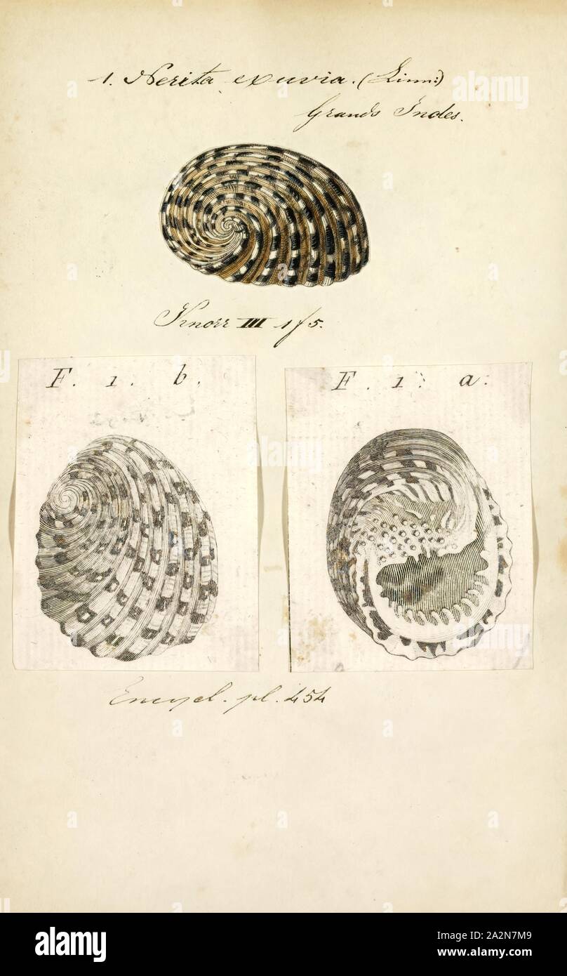 Nerita exuvia, Print, Nerita exuvia, common name the "snakeskin nerite ...