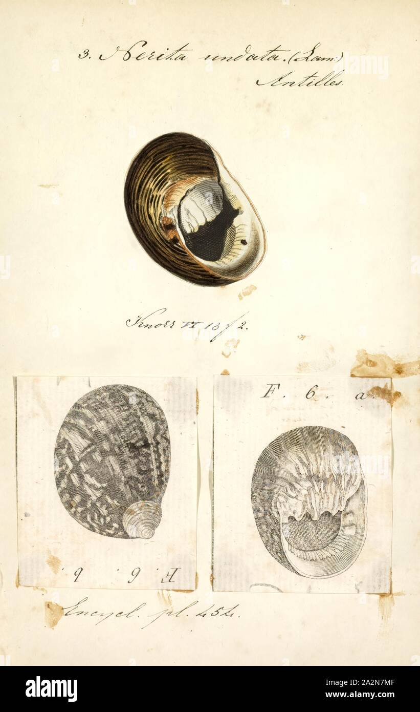 Nerita undata, Print, Nerita undata is a species of sea snail, a marine gastropod mollusk in the ...