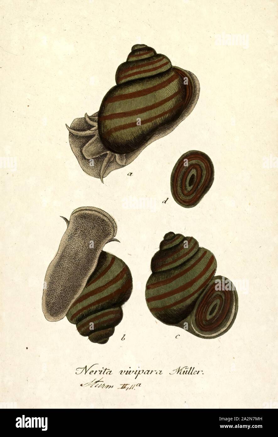 Nerita vivipara, Print, Nerita is a genus of medium-sized to small sea snails with a gill and an ...