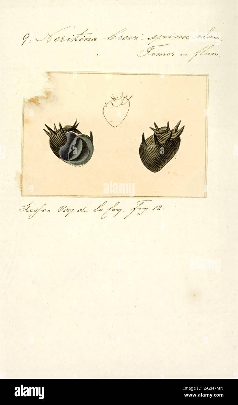 Neritina brevi-spina, Print, Neritina (common name: nerite snails), is a genus of small aquatic ...