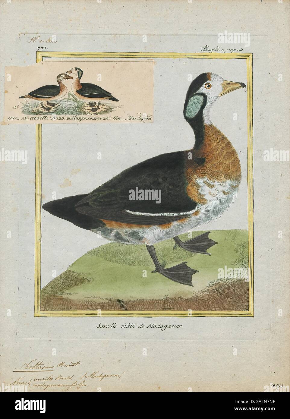 Nettapus auritus, Print, The African pygmy goose (Nettapus auritus) is ...