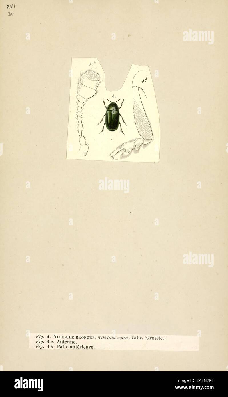 Nitidula, Print, Nitidula is a genus of sap-feeding beetles in the ...