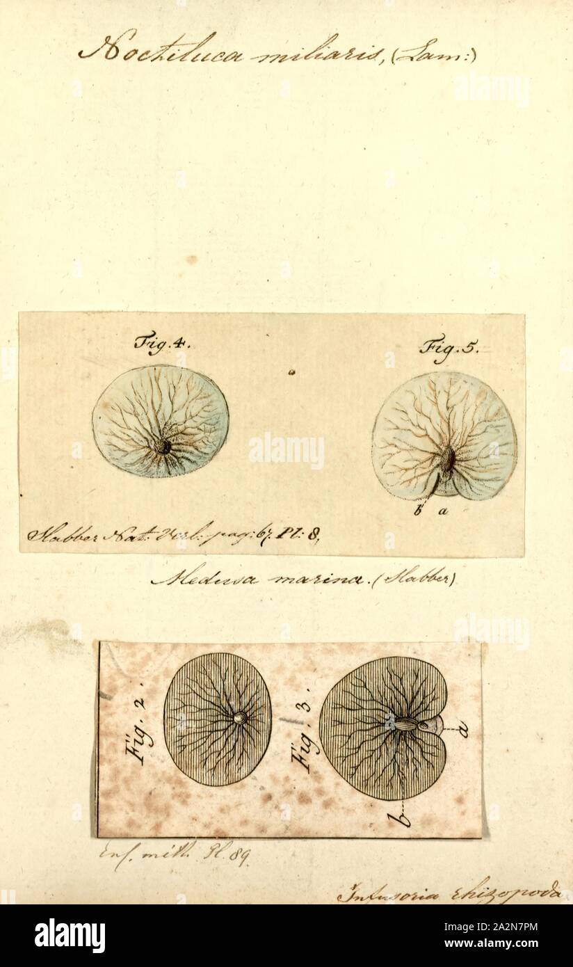 Noctiluca miliaris, Print, Noctiluca scintillans, commonly known as the ...