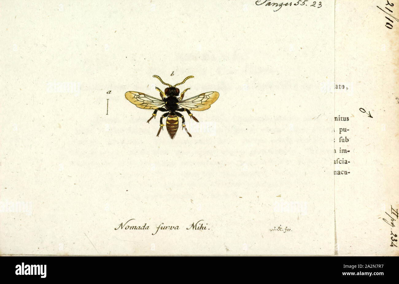 Nomada, Print, With over 850 species, the genus Nomada is one of the ...