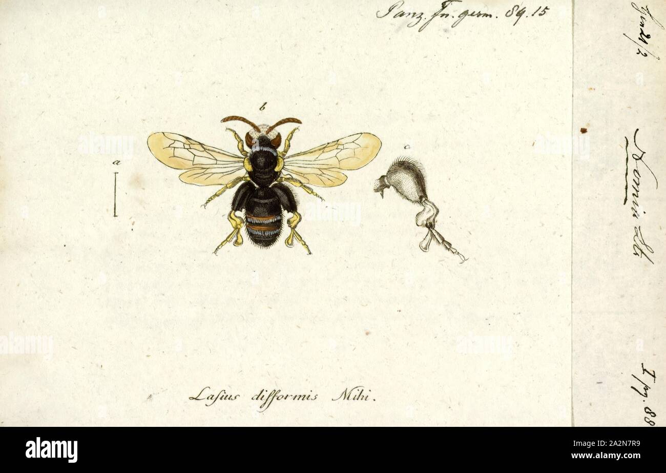 Nomia hi-res stock photography and images - Alamy